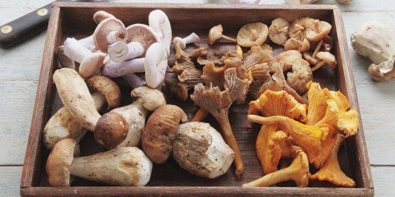 A Taste of Haida Gwaii